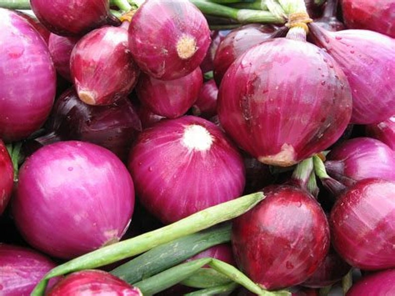 Heirloom Red Grano Onion Storage Red Onion Seed Non GMO Non - Etsy