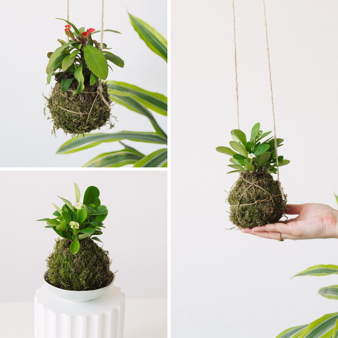 Handgemachter Japanischer Moosball I Pflanze ohne Topf I - Etsy.de