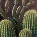 Cactus in the Dark - Etsy