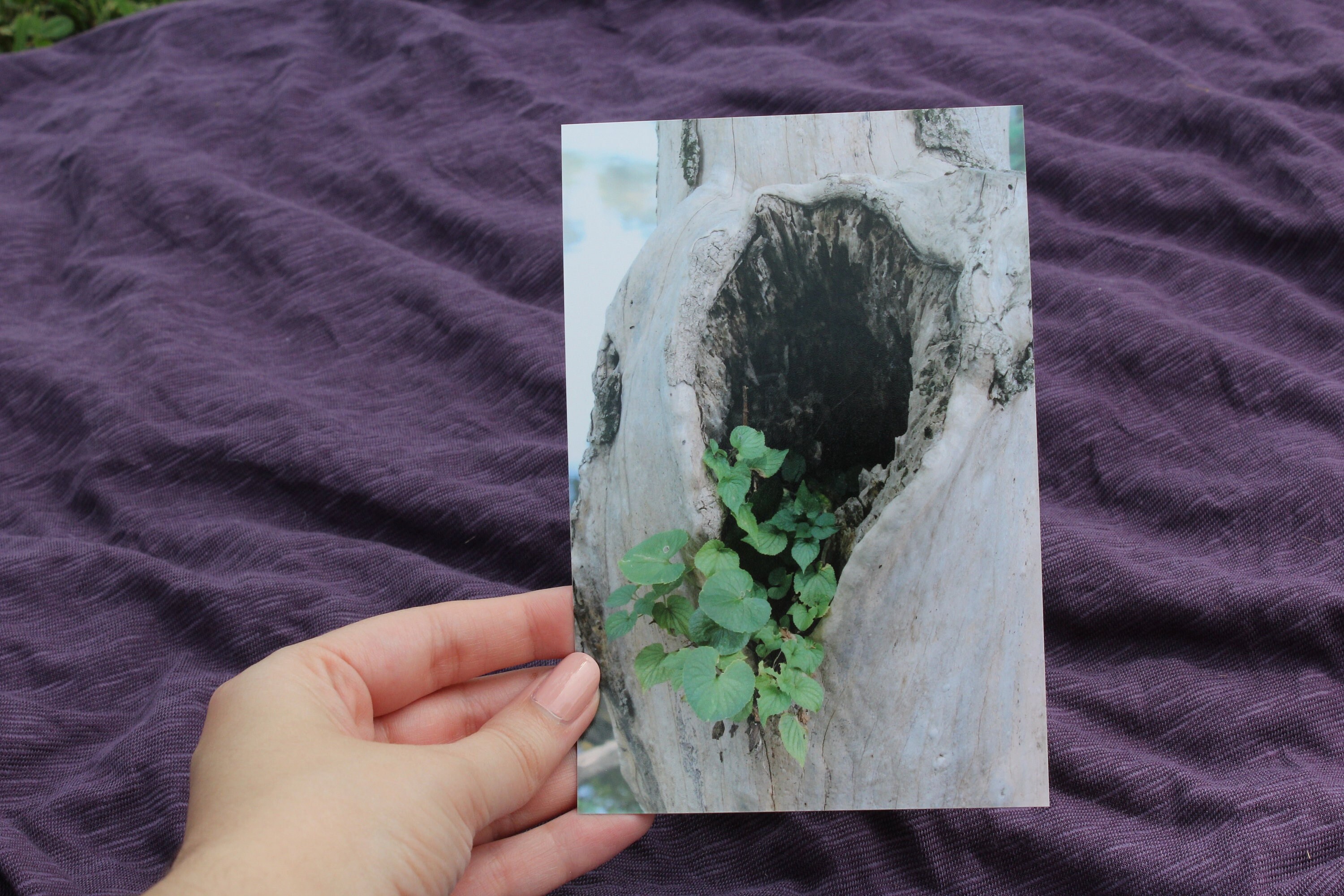 New Life From Tree Trunk Digital Photo Print, Multiple Sizes, Digital ...