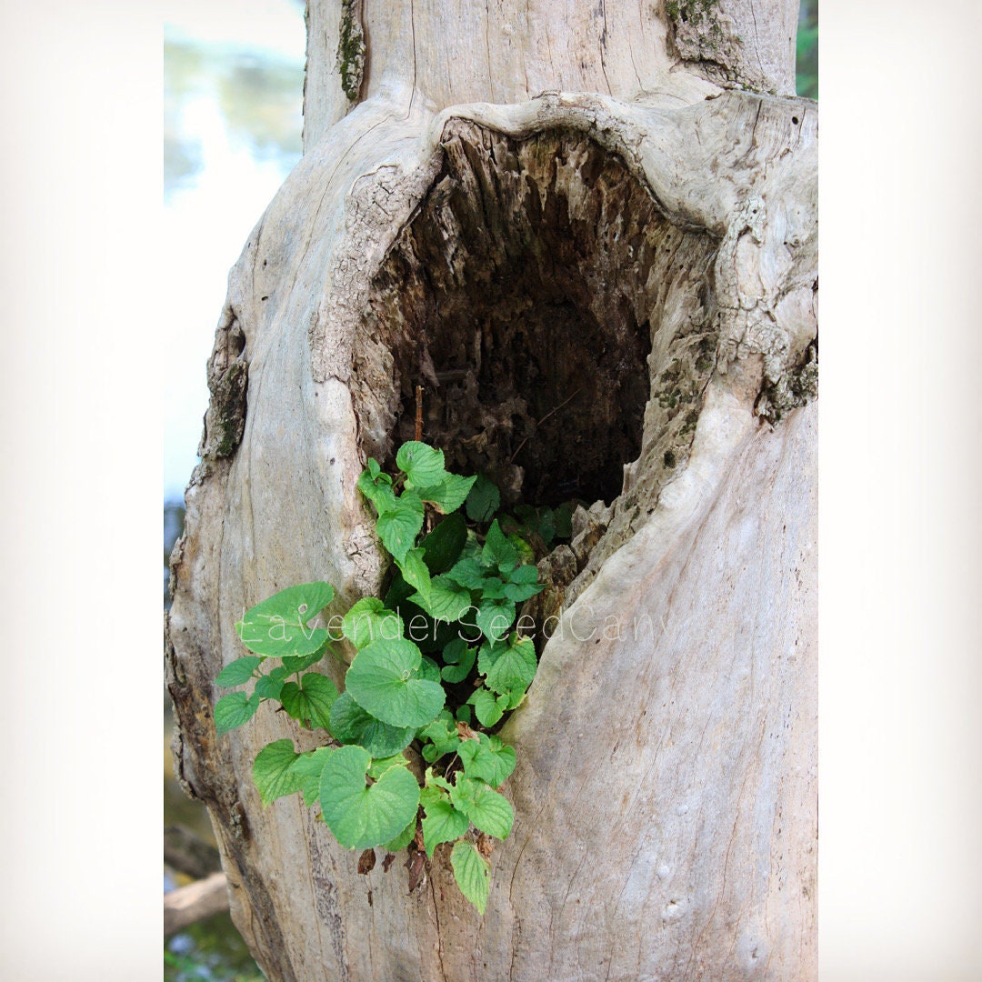 New Life From Tree Trunk Digital Photo Print, Multiple Sizes, Digital ...