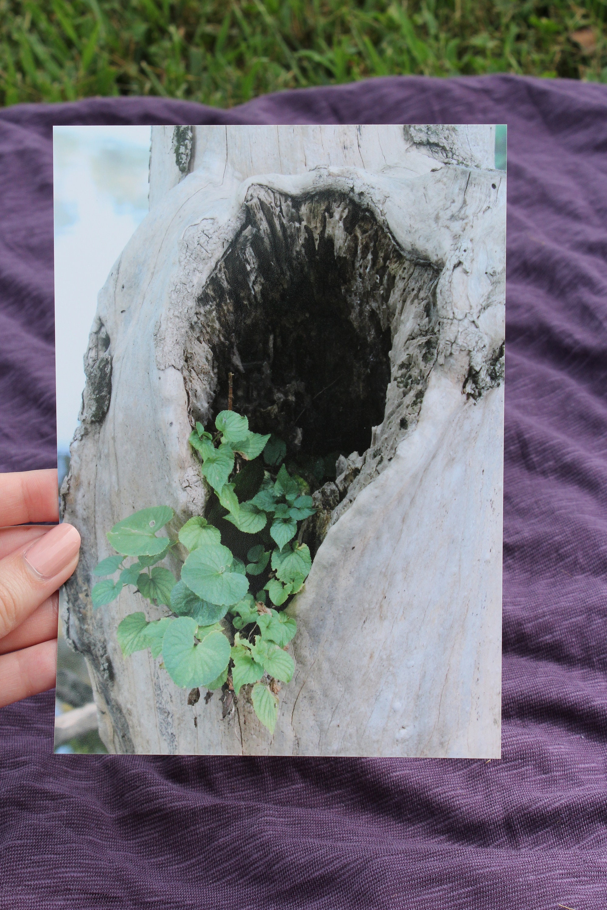 New Life From Tree Trunk Digital Photo Print, Multiple Sizes, Digital ...