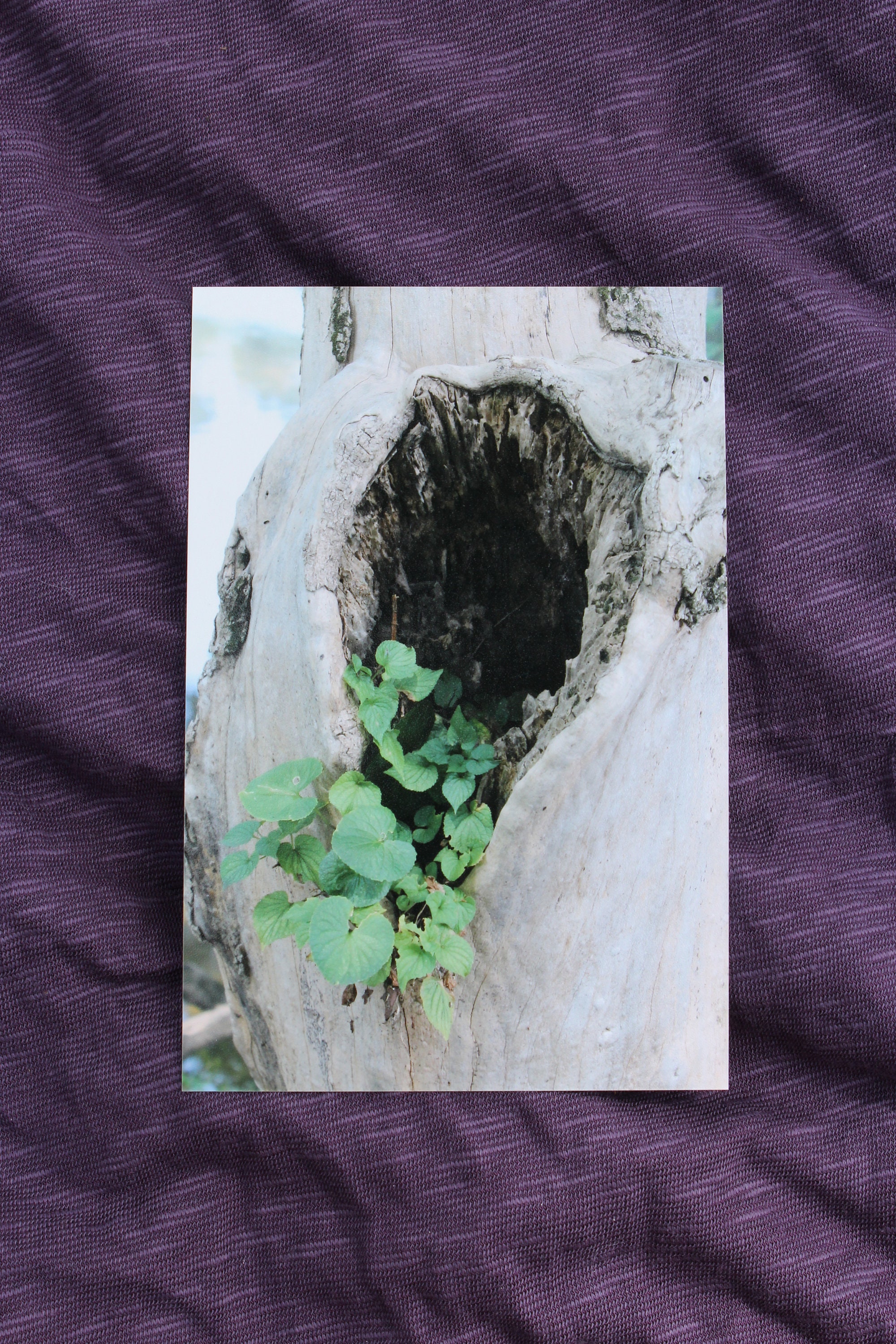 New Life From Tree Trunk Digital Photo Print, Multiple Sizes, Digital ...