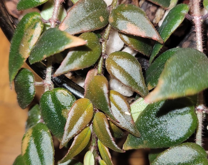 Columnea Arguta Trailing Tropical Houseplant Starter Plant – Dark Braid ...