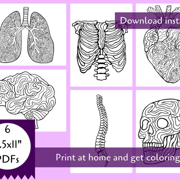 Anatomical Coloring - Etsy