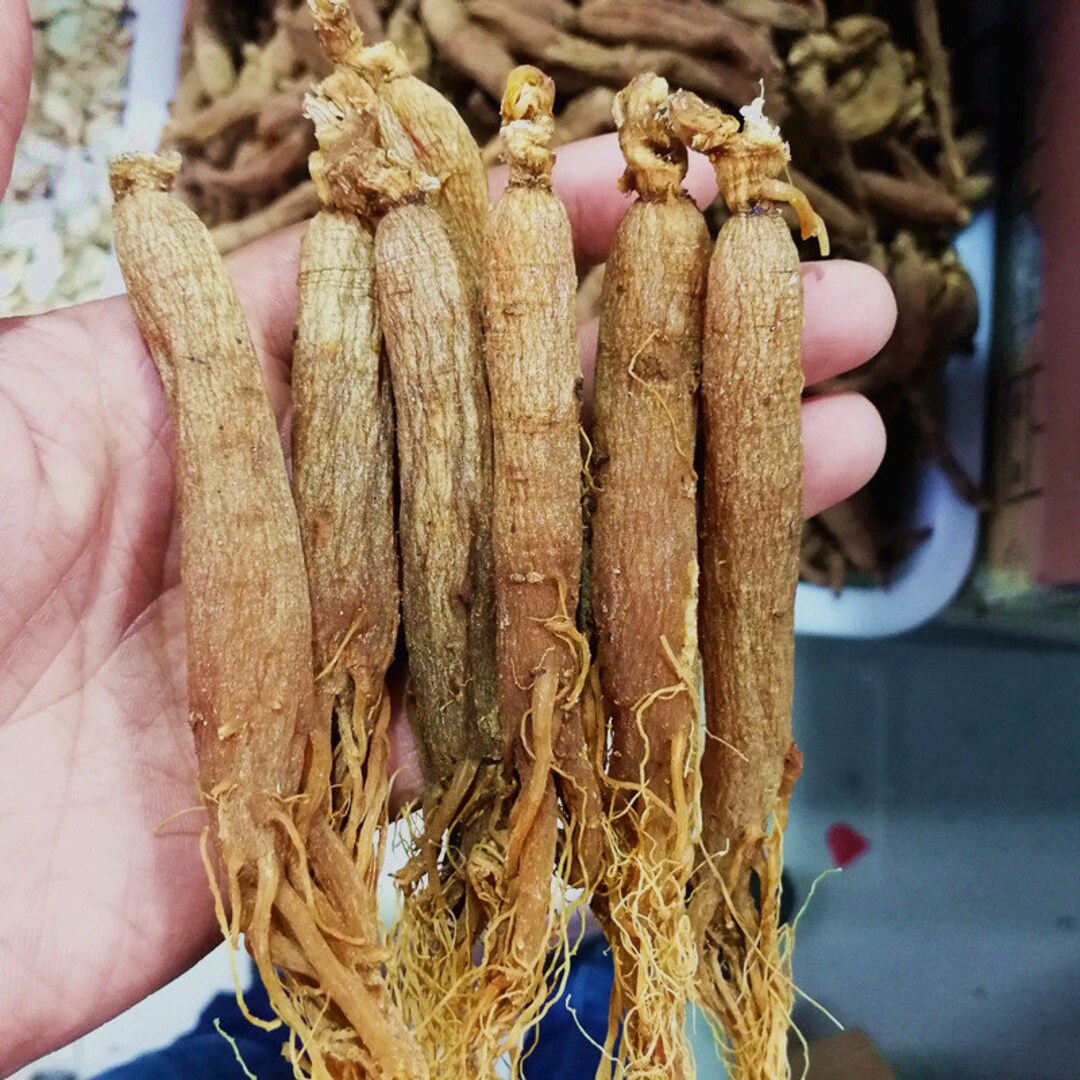 High Quality 250g for 20pcs Root Panax Red Ginseng Whole Root - Etsy