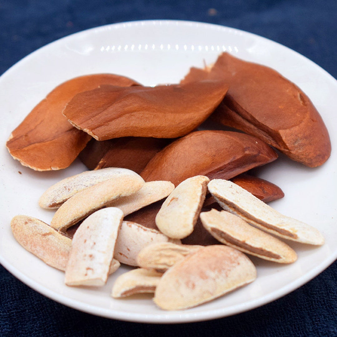 500g Sky Fruit Mahogany Seeds Swietenia Macrophylla, Xiang Tian Guo - Etsy