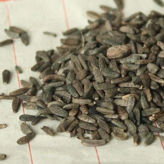 250g Dried Herbs Dried Herbs Niu Bang Zi / Great Burdock | Etsy