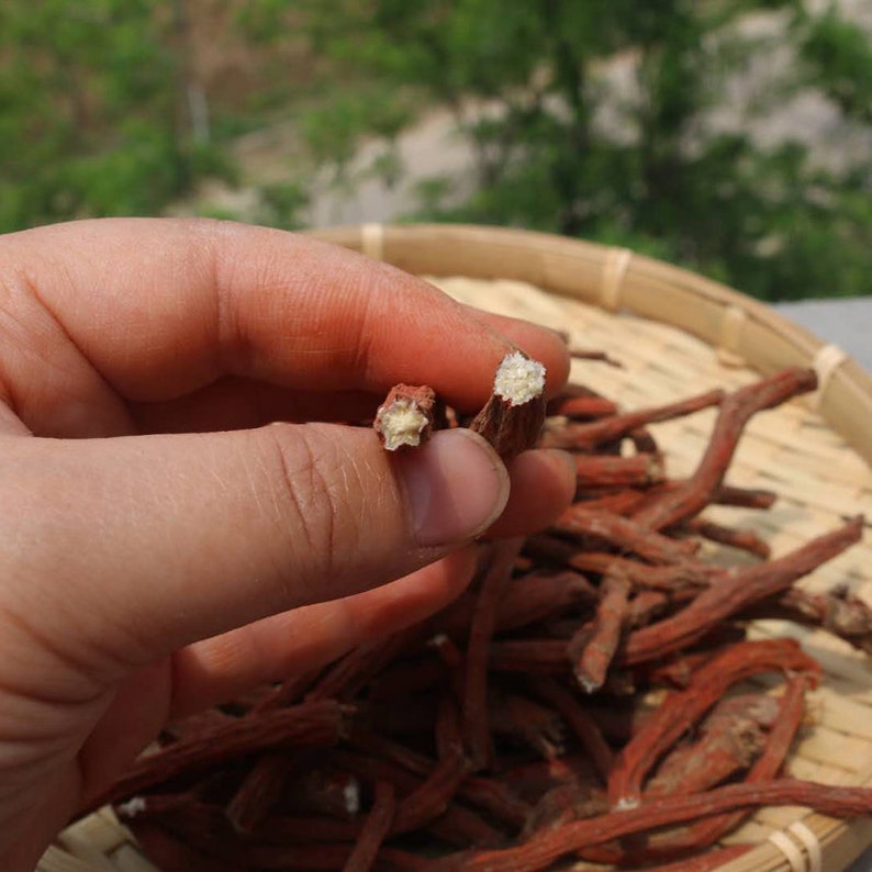 1.1LB Wild Danshen Dan Shen Root Salvia Miltiorrhiza Red Sage - Etsy