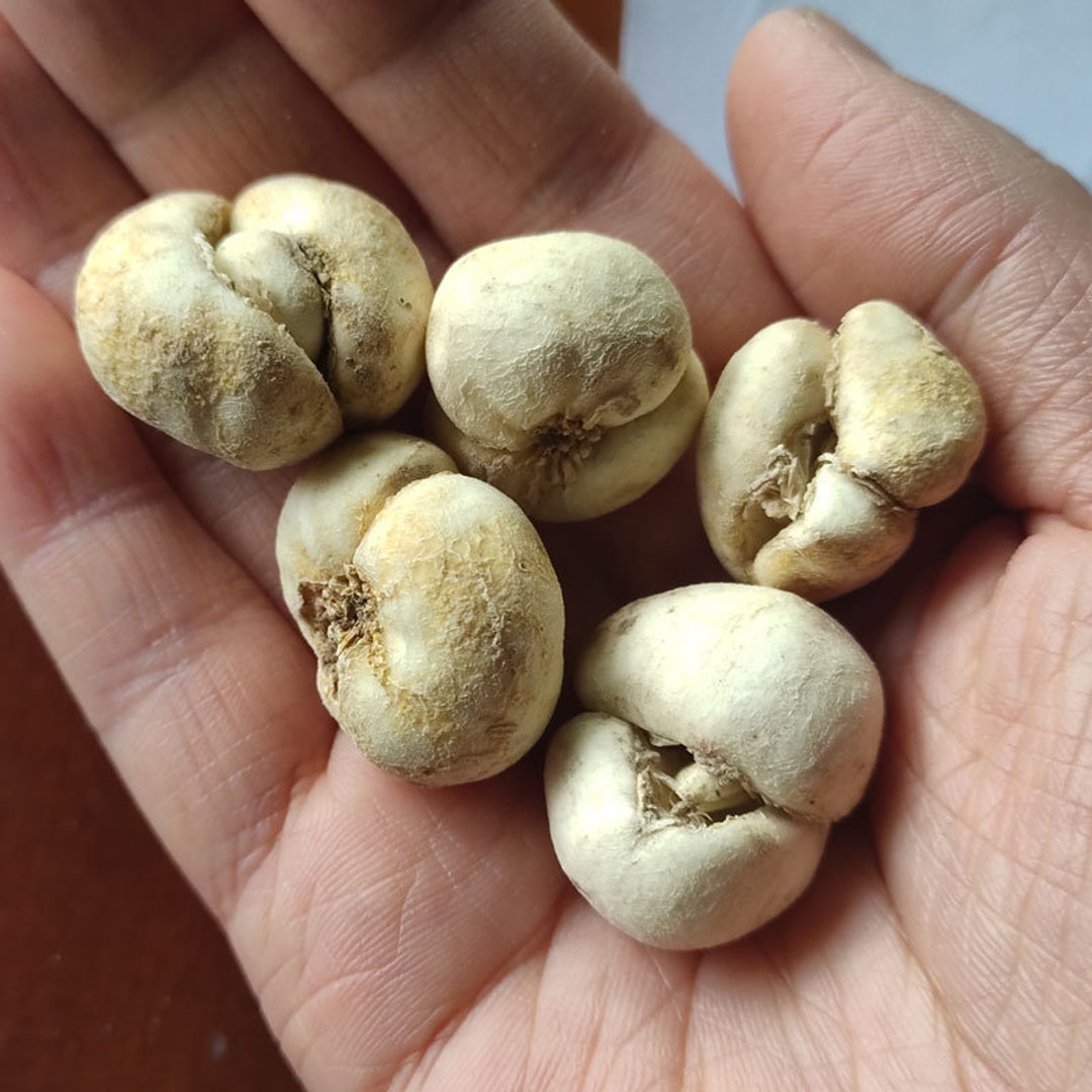 500g Dried Herbs of Fritillaria Bulb Zhe Bei Mu, Fritillaria Thunbergii ...