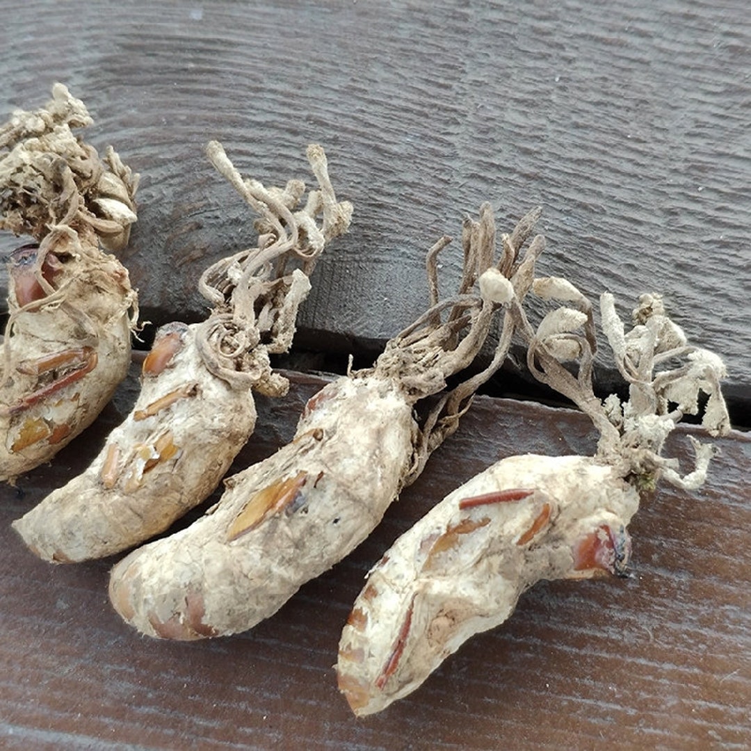 100g Nature Jin Chan Hua Wholesale High Quality Chinese Herbal ...