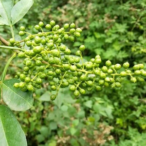 250g High Quality Organic Chinese Sichuan Flower Pepper Szechuan ...