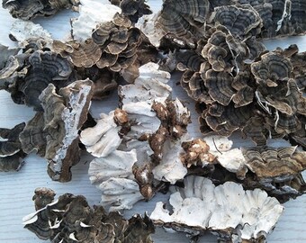 Turkey Tail Mushroom trametes Versicolor, Dried, Ethically Wild-foraged ...