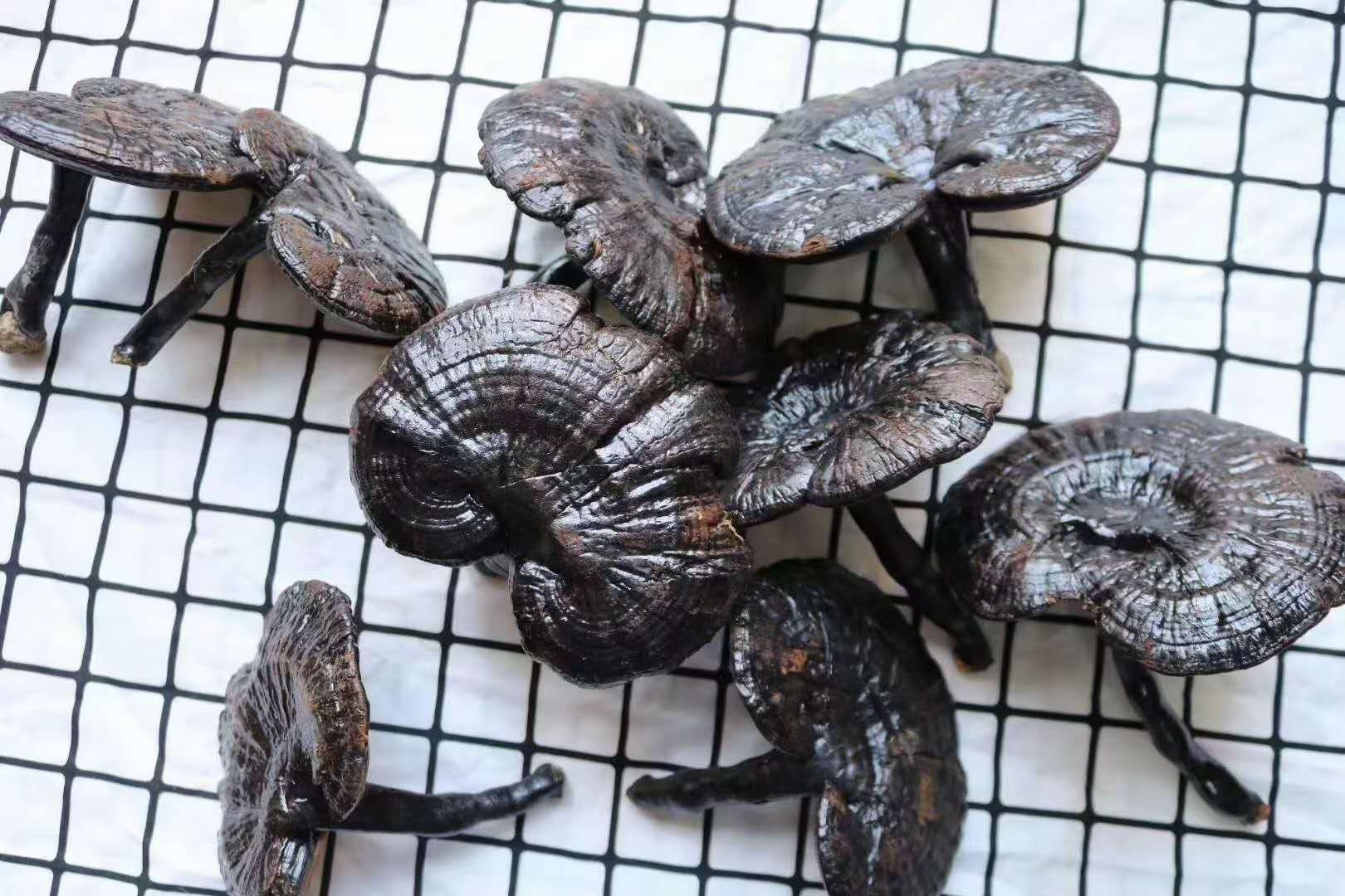 500g Wild Black Lingzhi Black Ganoderma Lucidum Herbal Reishi | Etsy