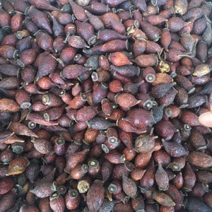 500g 100% Pure Fructus Rosae Laevigatae Powder, Cherokee Rose-hip ...