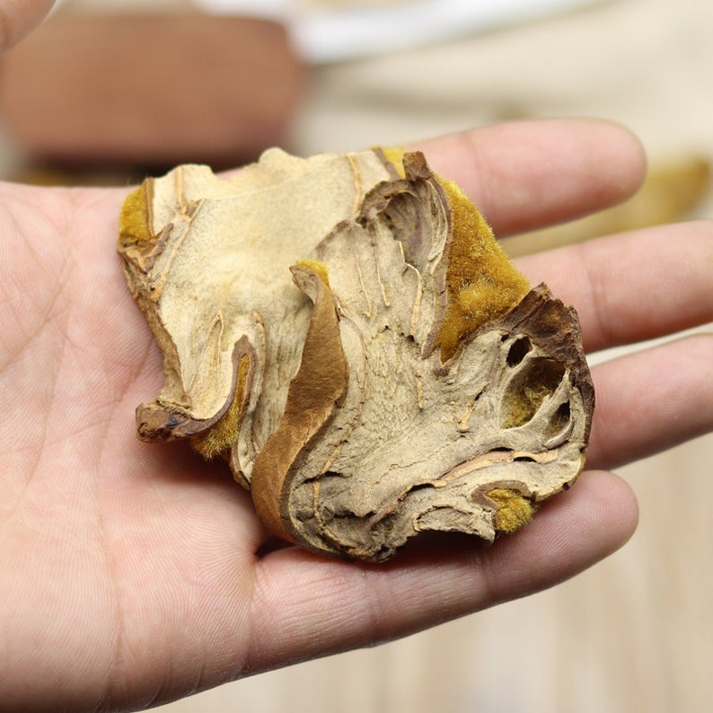 1.1LB East Asian Tree Fern Rhizome Dried Herbs Jin Mao Gou Ji - Etsy