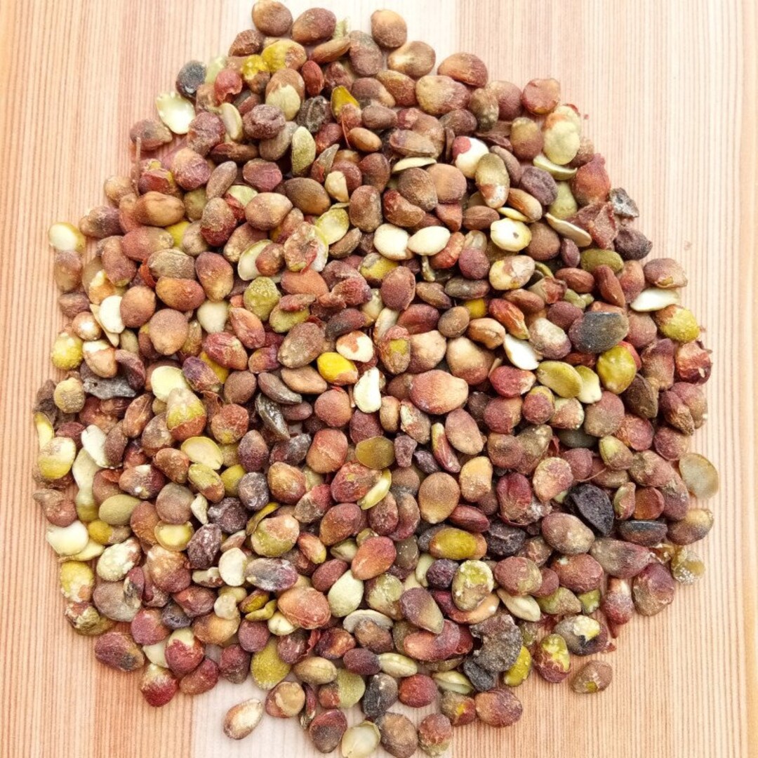 1.1LB Dried Herbs Ciausena Lansium Seed, Wampee Seed, Huang Pi He, 黄皮核 ...