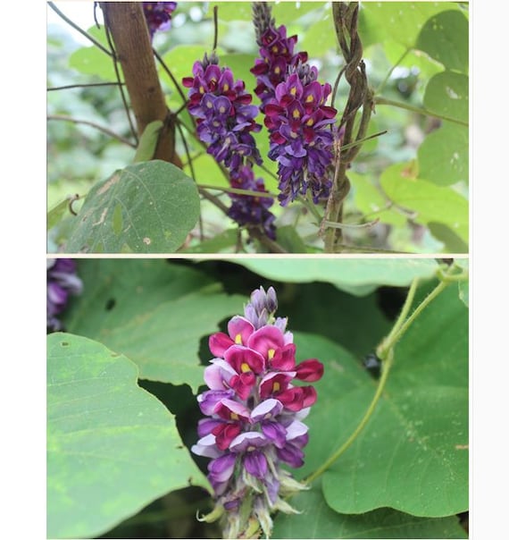 Kudzu Flower