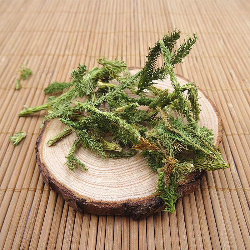 250 GR Shen Jin Cao Common Clubmoss Herb 伸筋草 | Etsy