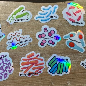 Types of Bacteria Holographic Stickers, Science Sticker, Infectious ...