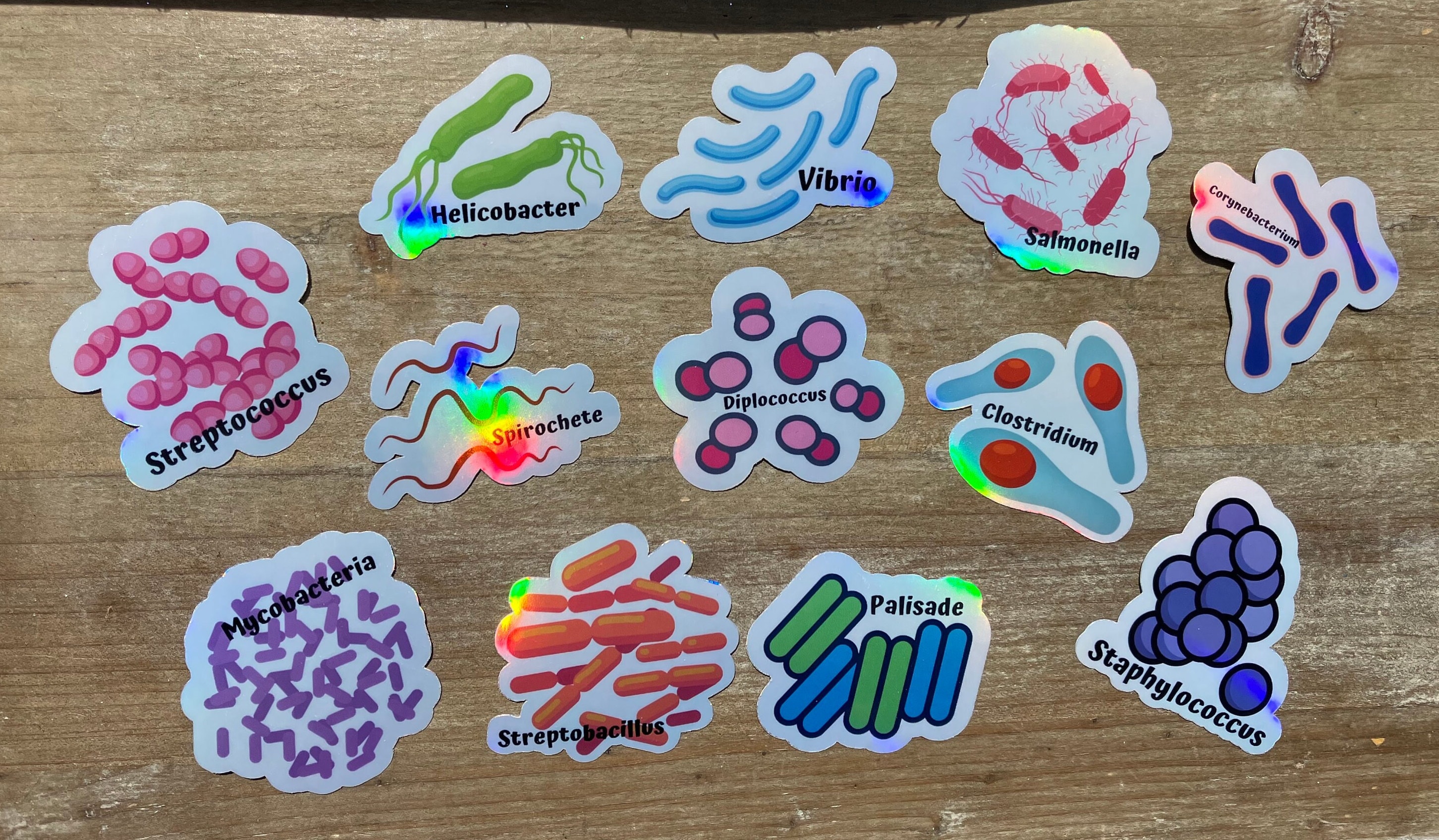 Types of Bacteria Holographic Stickers, Science Sticker, Infectious ...