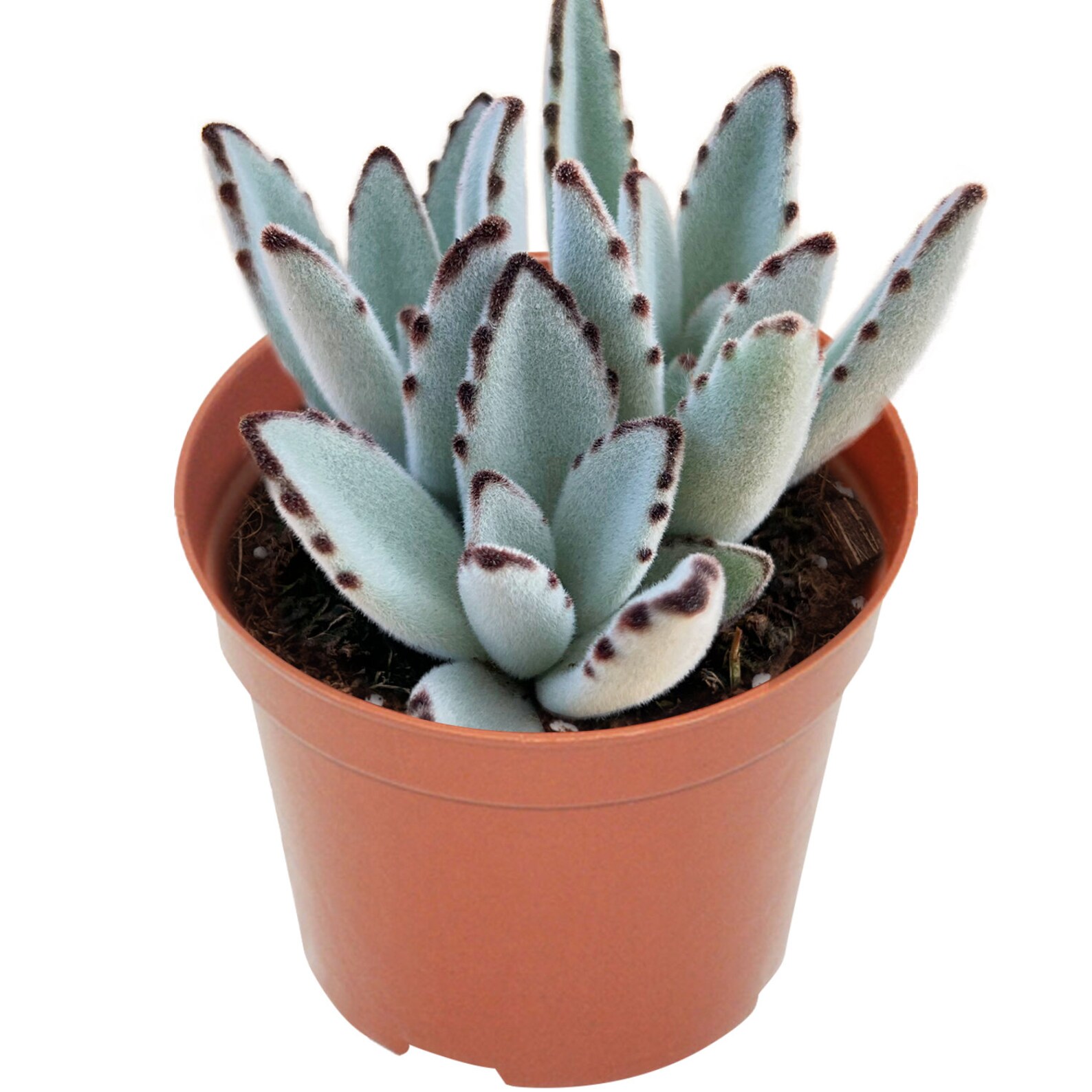 Kalanchoe Tomentosa Panda Plant Rooted in 4'' - Etsy