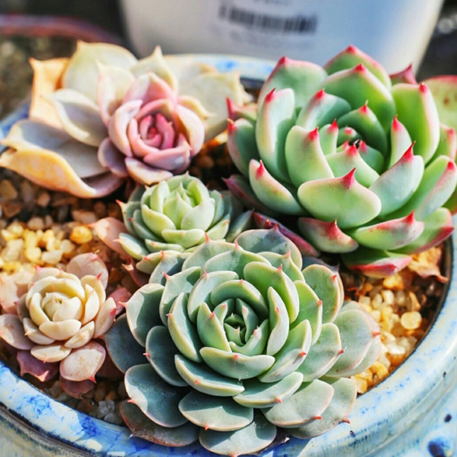 15 Packs Assorted Rosette Varieties Succulents Potted Fully | Etsy