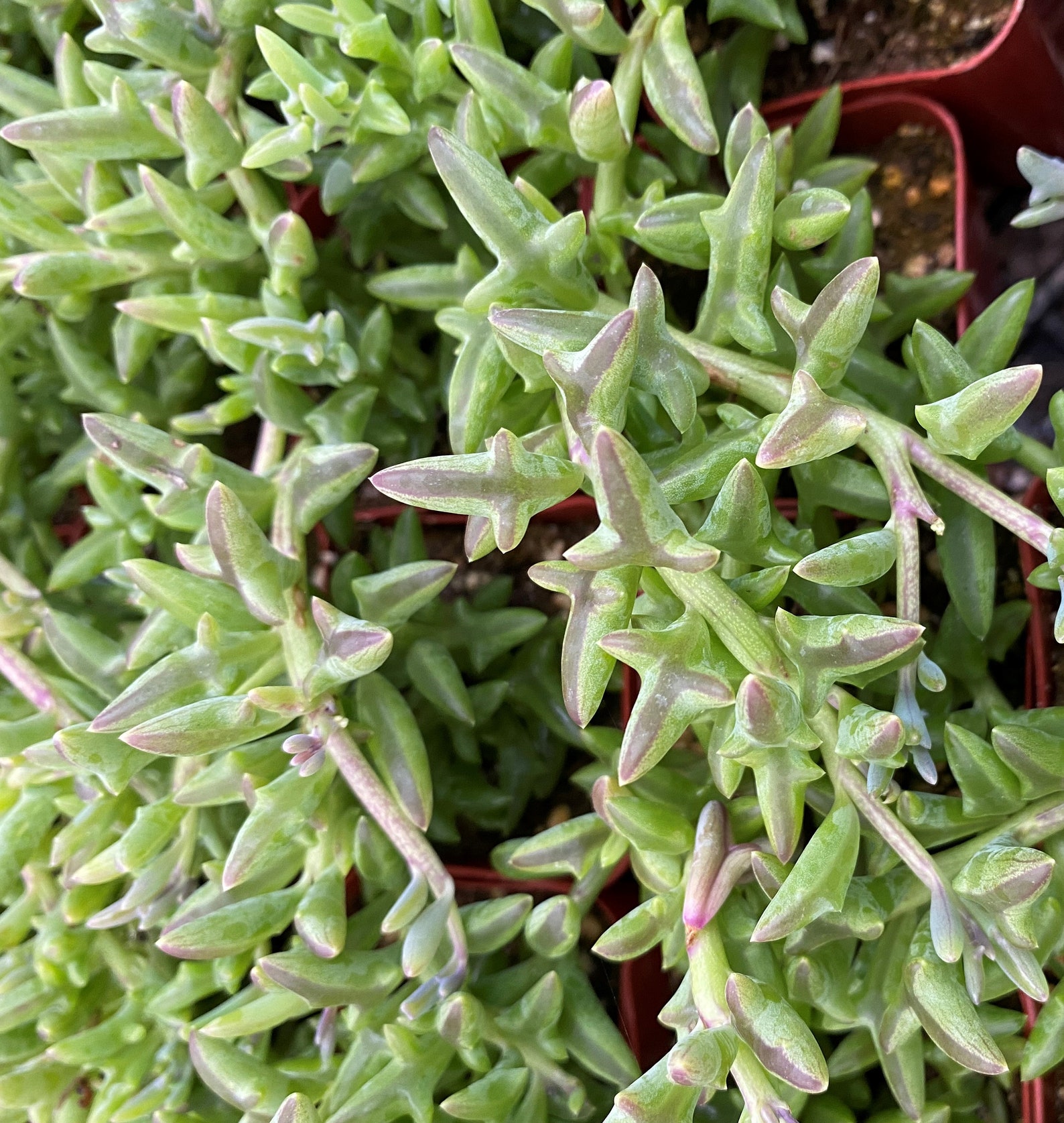 Live Rare Succulent Senecio Peregrinus String of Dolphins | Etsy