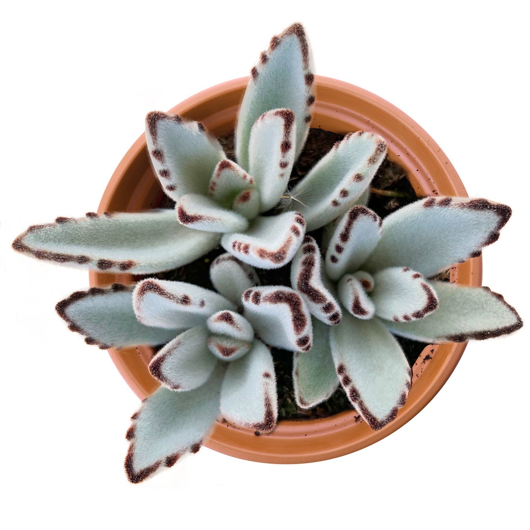 Kalanchoe Tomentosa Panda Plant Rooted in 4'' - Etsy