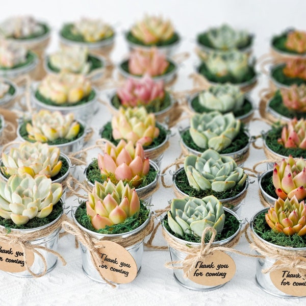 Succulent Party Favors - Etsy