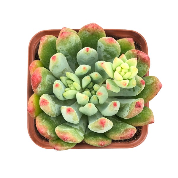 Red Apple Succulent - Etsy