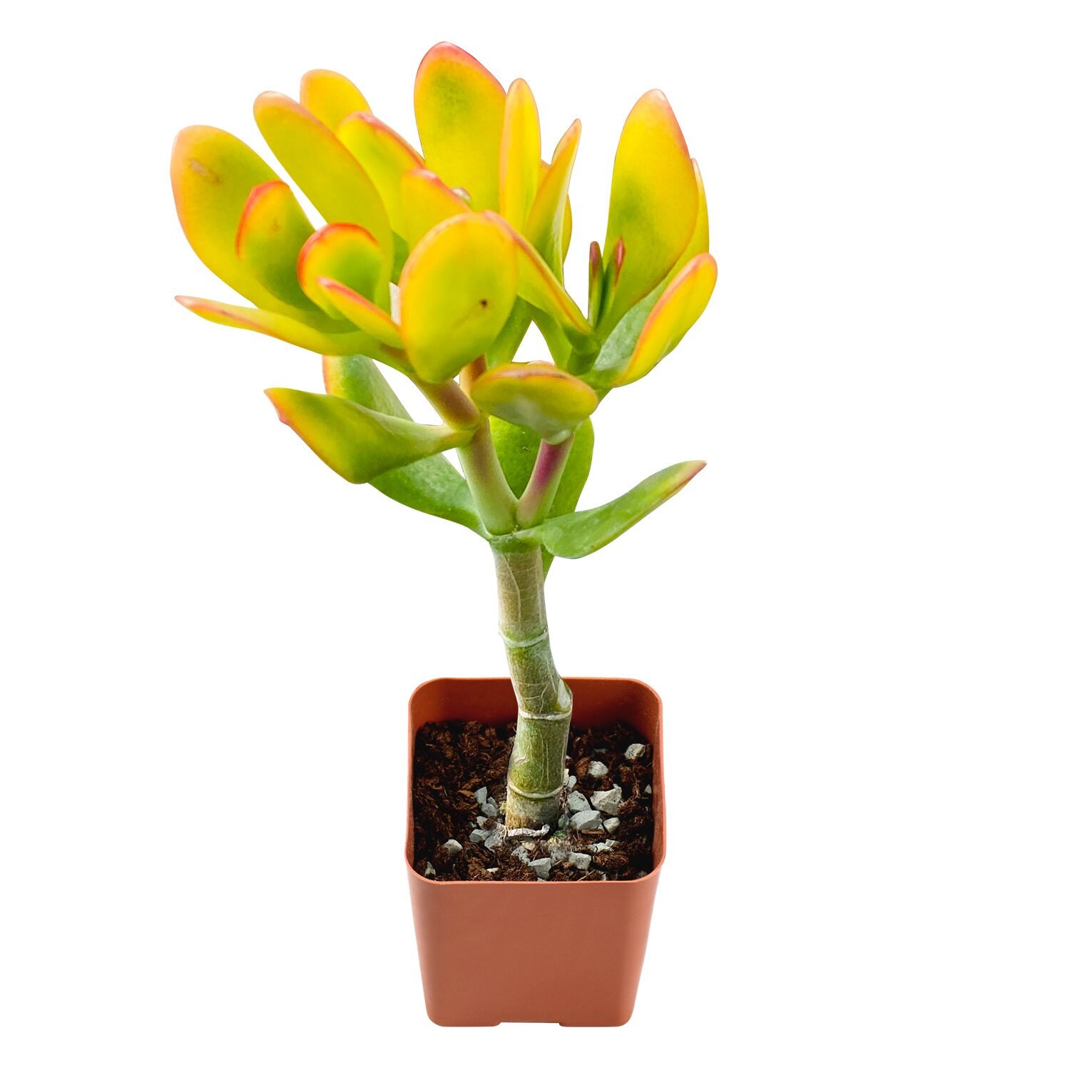 Ferns, Grasses & Bamboo Hummels Sunset golden Jade plant Crassula Ovata ...