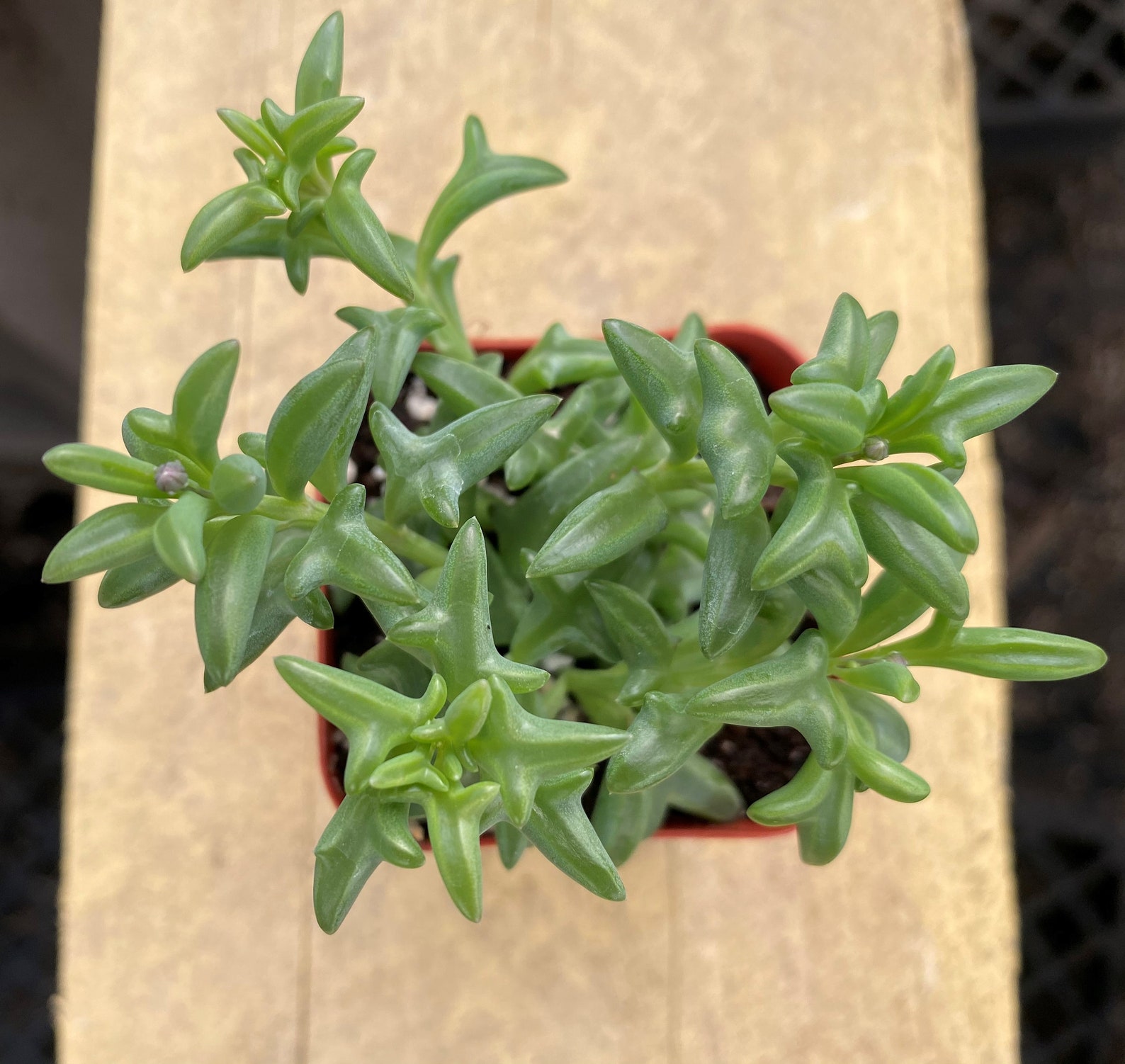 Live Rare Succulent Senecio Peregrinus String of Dolphins | Etsy