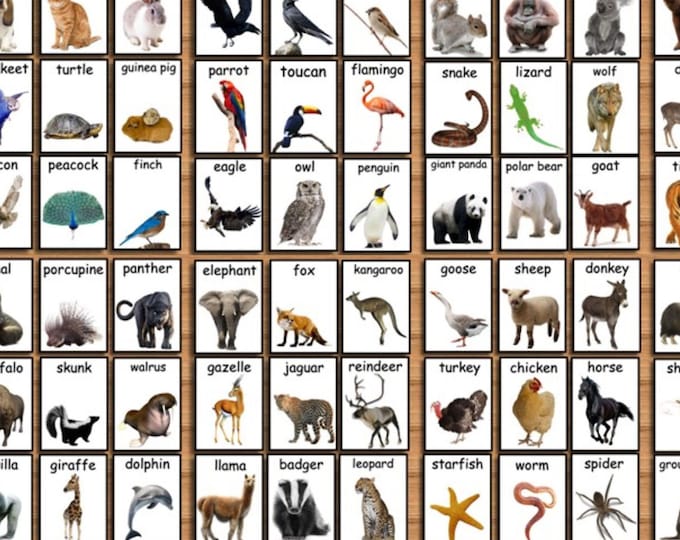 Ultimate Animal Flashcard Collection 114 Zoo Animal Flashcards ...