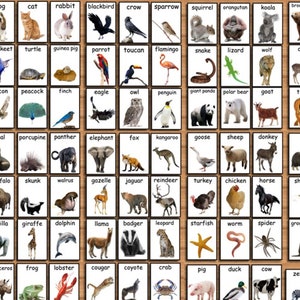 Ultimate Animal Flashcard Collection 114 Zoo Animal Flashcards ...