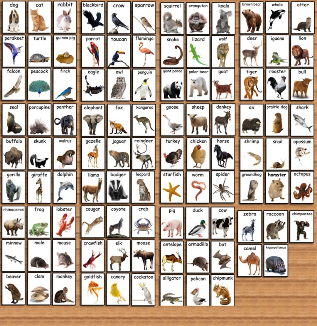 Ultimate Animal Flashcard Collection 114 Zoo Animal Flashcards ...