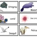 Sea Animals Creatures 24 Flashcards Preschool-kindergarten Teacher Made ...