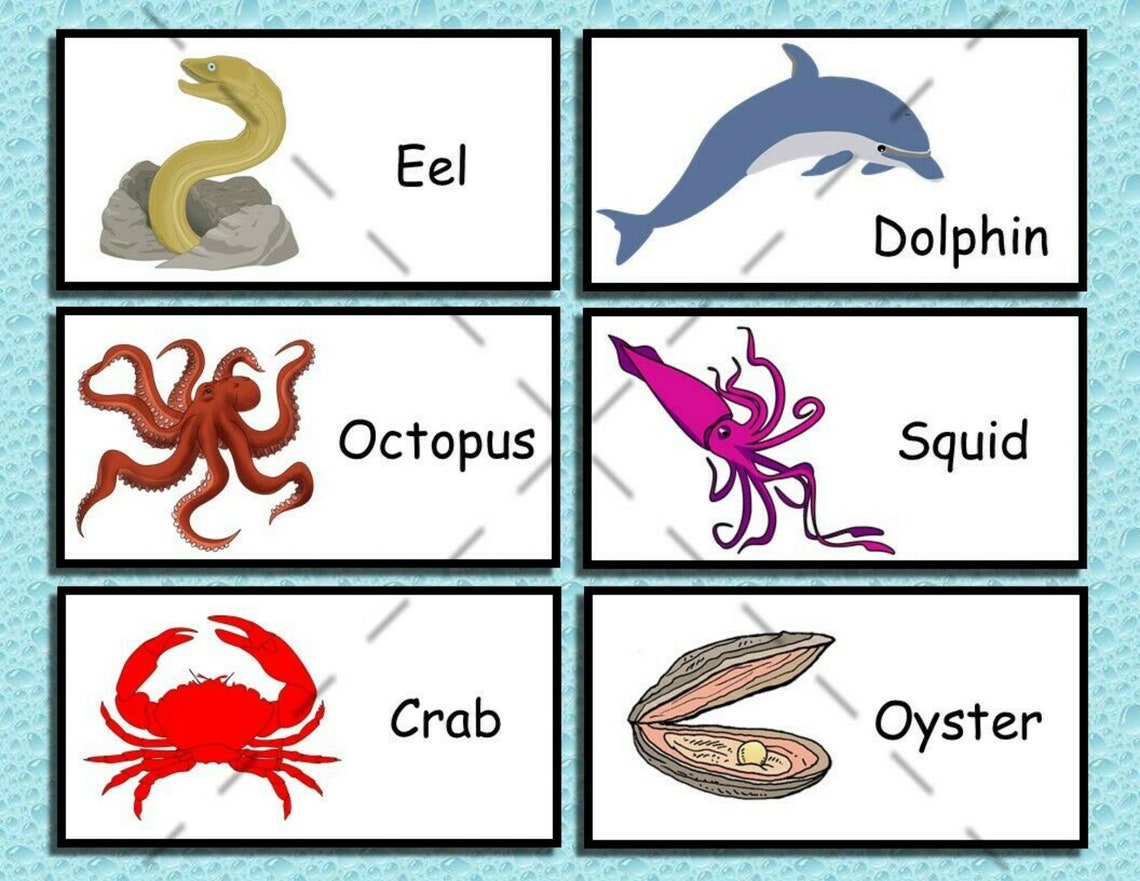 Sea Animals Creatures 24 Flashcards Preschool-kindergarten Teacher Made ...