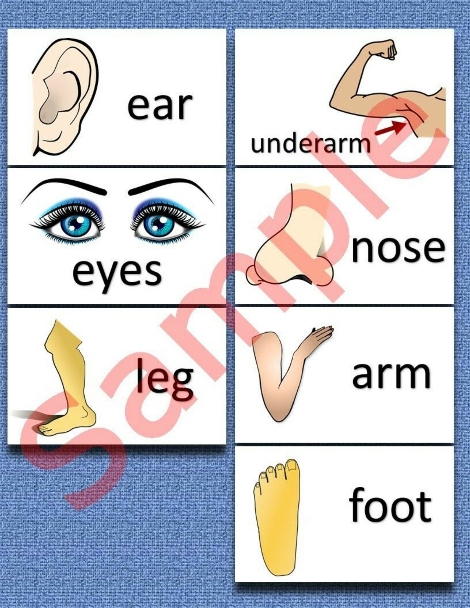 30 Parts of the Body Flash Cards DIGITAL DOWNLOAD Preschool ...