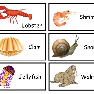 Sea Animals Creatures 24 Flashcards Preschool-kindergarten Teacher Made ...