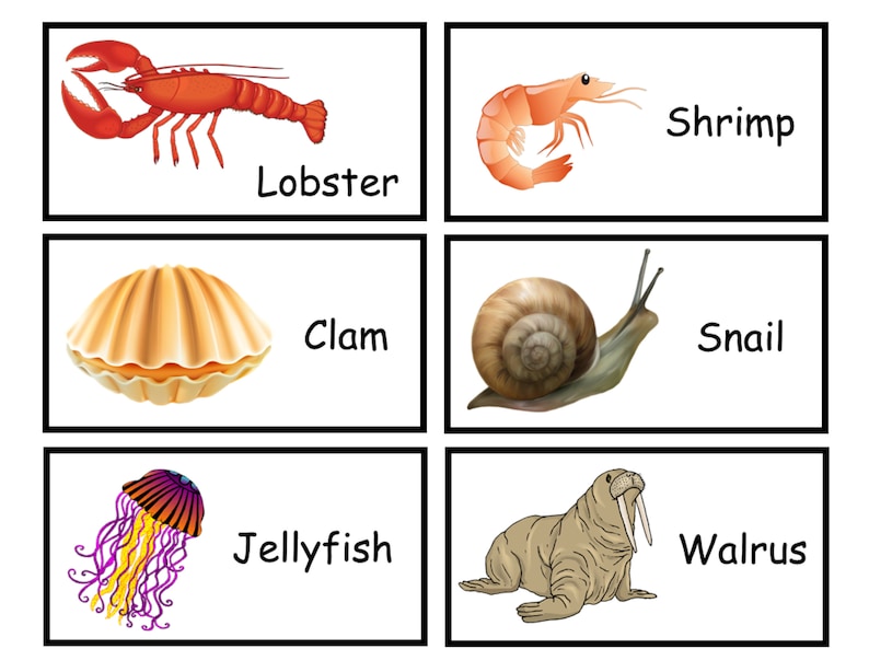 Sea Animals Creatures 24 Flashcards Preschool-kindergarten Teacher Made ...