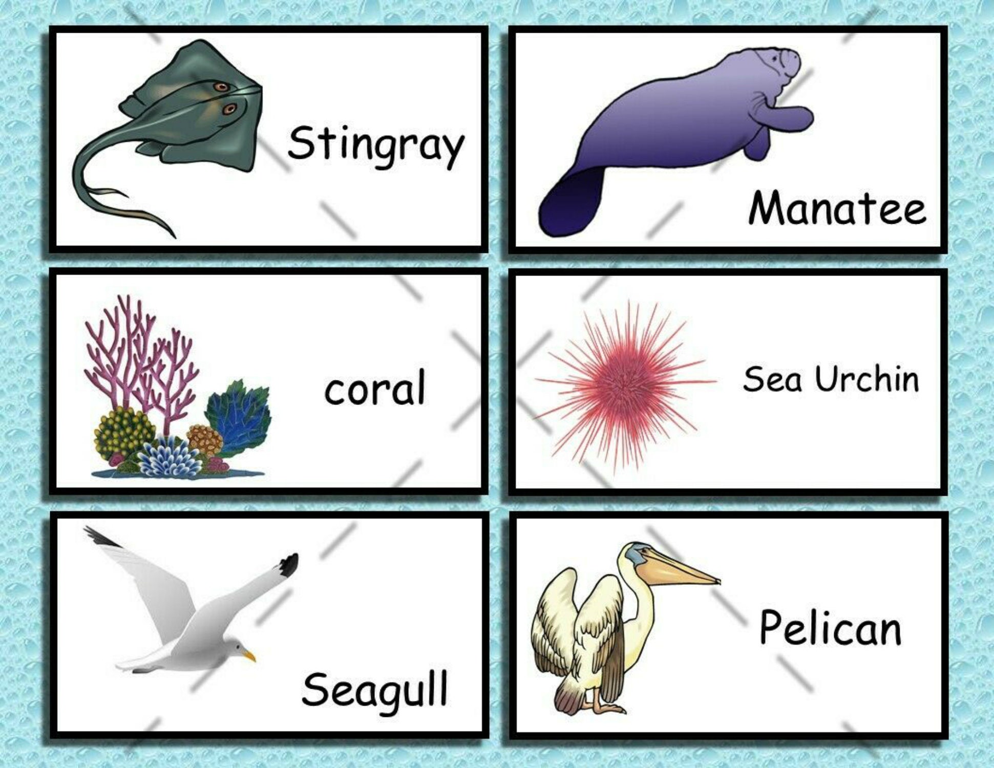 Sea Animals Creatures 24 Flashcards Preschool-kindergarten Teacher Made ...
