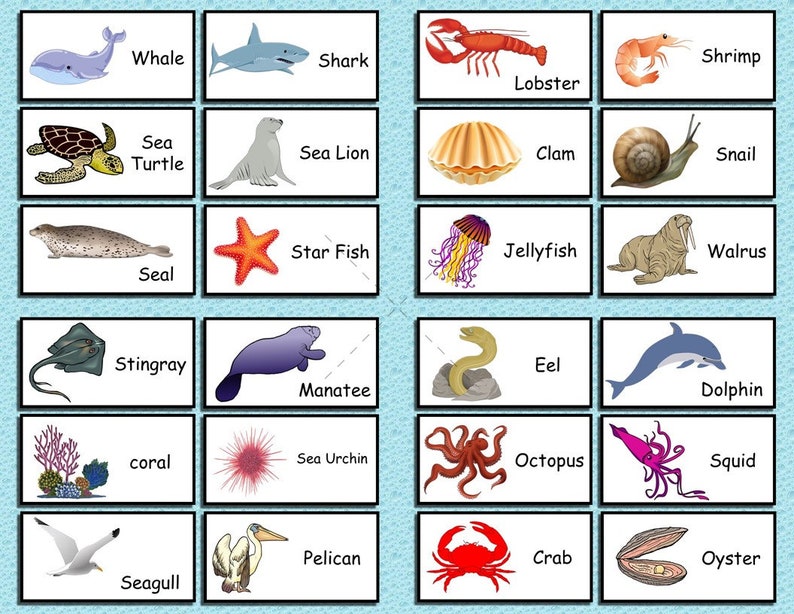 Sea Animals Creatures 24 Flashcards Preschool-kindergarten Teacher Made ...