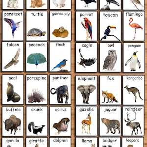 Ultimate Animal Flashcard Collection 114 Zoo Animal Flashcards ...
