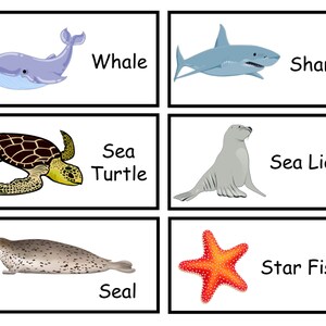 Sea Animals Creatures 24 Flashcards Preschool-kindergarten Teacher Made ...