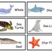 Sea Animals Creatures 24 Flashcards Preschool-kindergarten Teacher Made ...