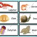 Sea Animals Creatures 24 Flashcards Preschool-kindergarten Teacher Made ...