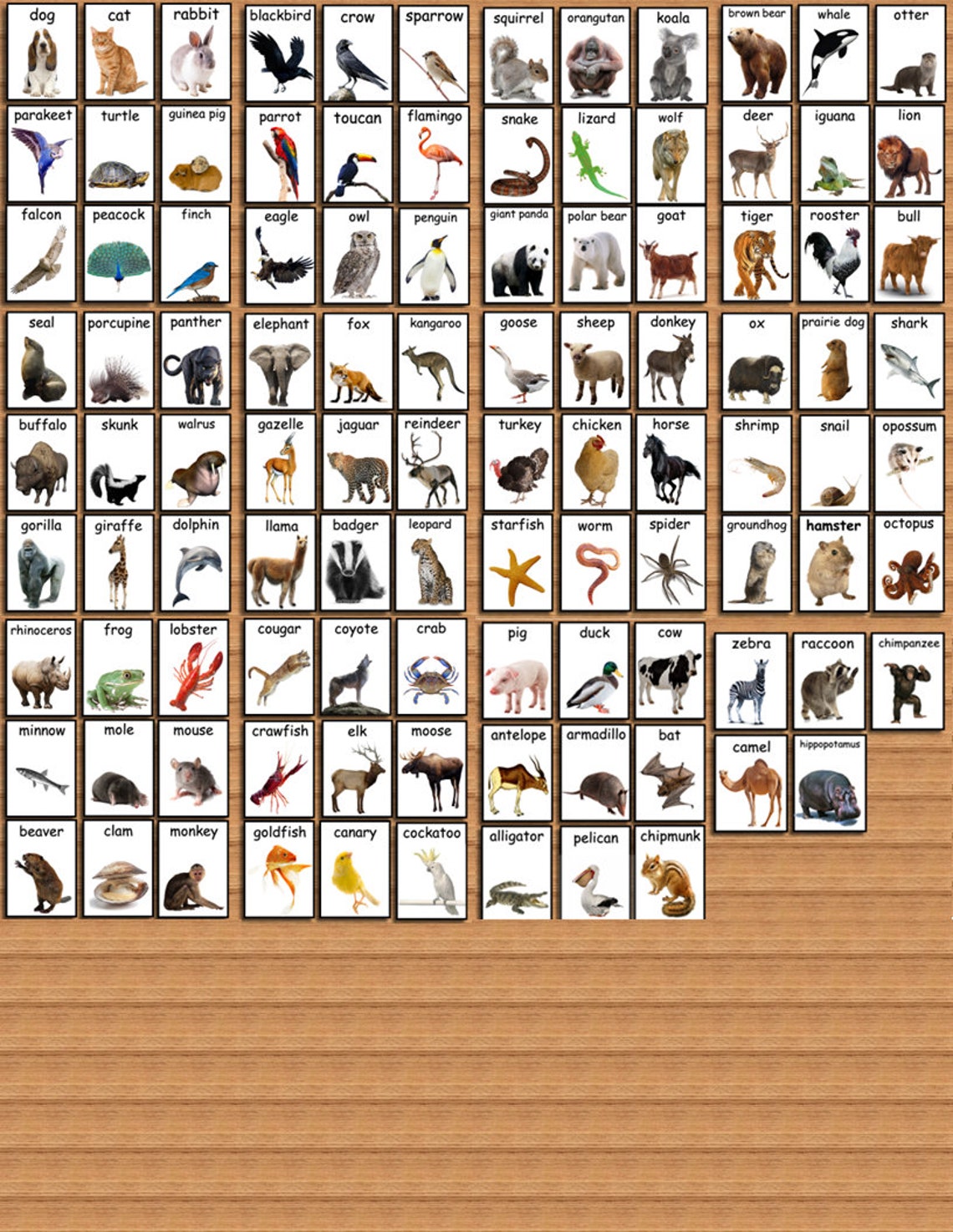 Ultimate Animal Flashcard Collection 114 Zoo Animal Flashcards ...