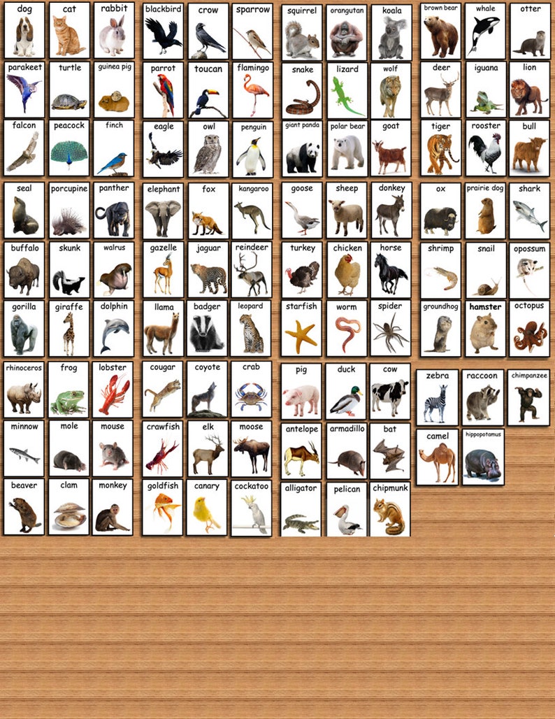 Ultimate Animal Flashcard Collection 114 Zoo Animal Flashcards ...