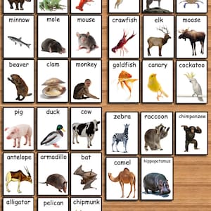 Ultimate Animal Flashcard Collection 114 Zoo Animal Flashcards ...
